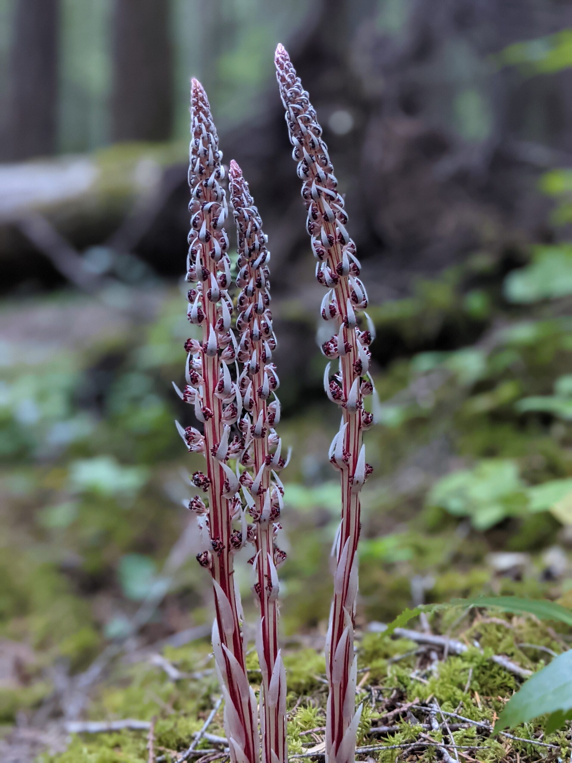 My Research – Ash's Ohio Plants Website
