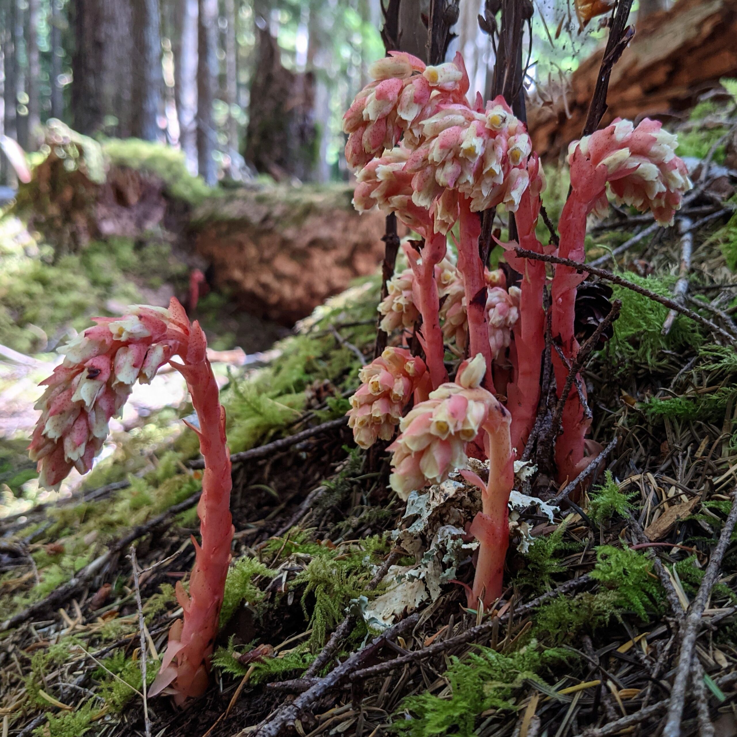 My Research – Ash's Ohio Plants Website