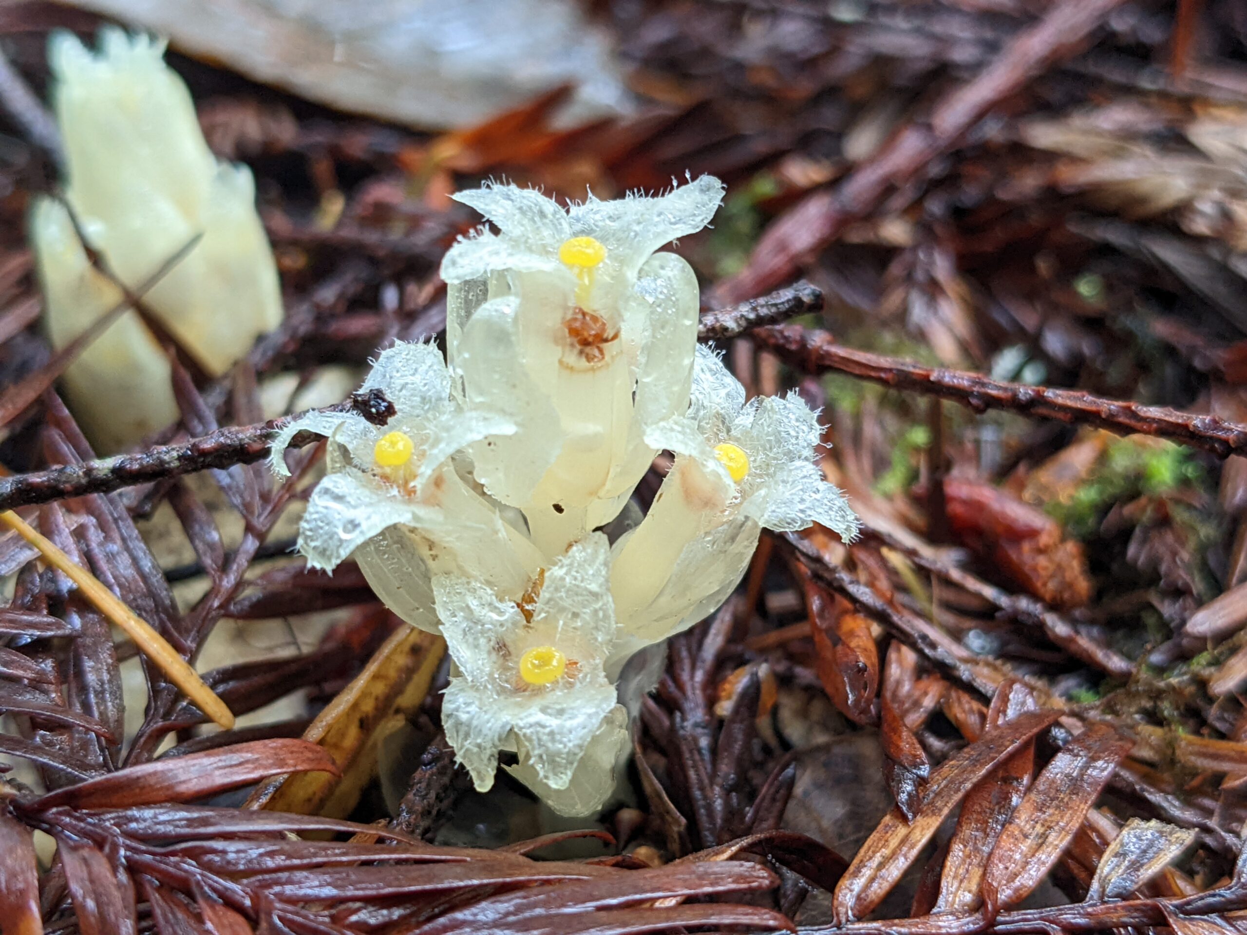 My Research – Ash's Ohio Plants Website