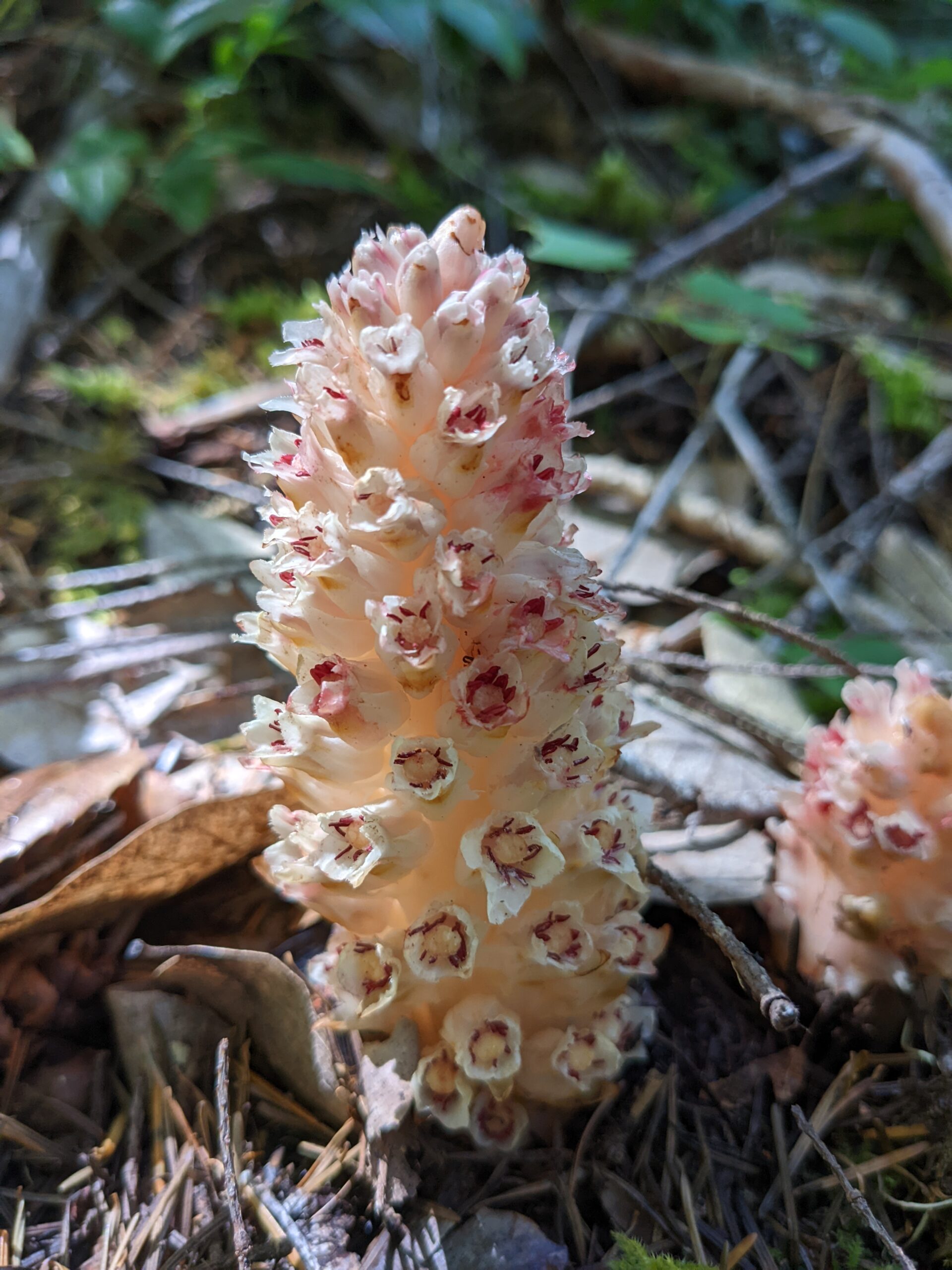 My Research – Ash's Ohio Plants Website