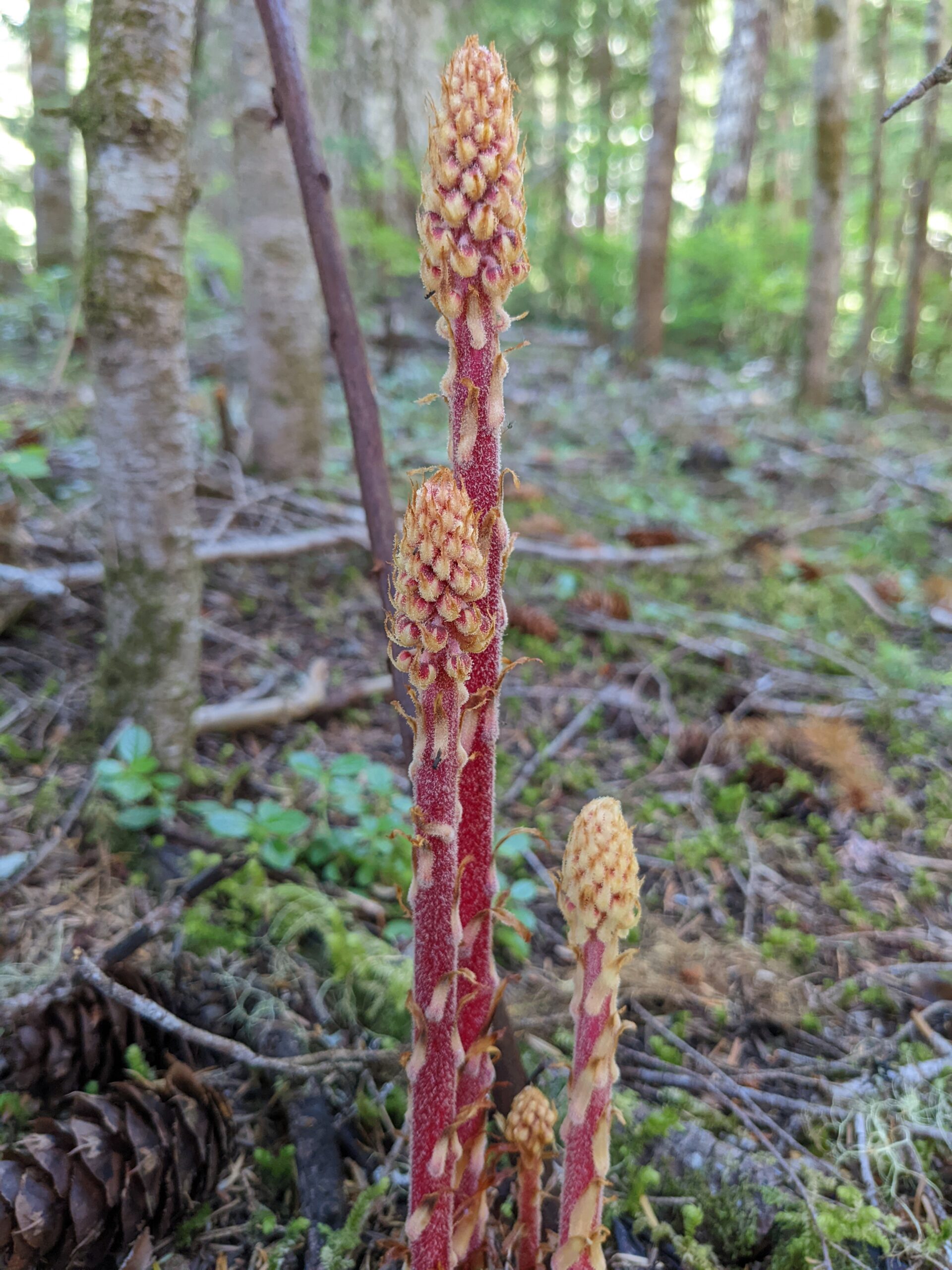 My Research – Ash's Ohio Plants Website